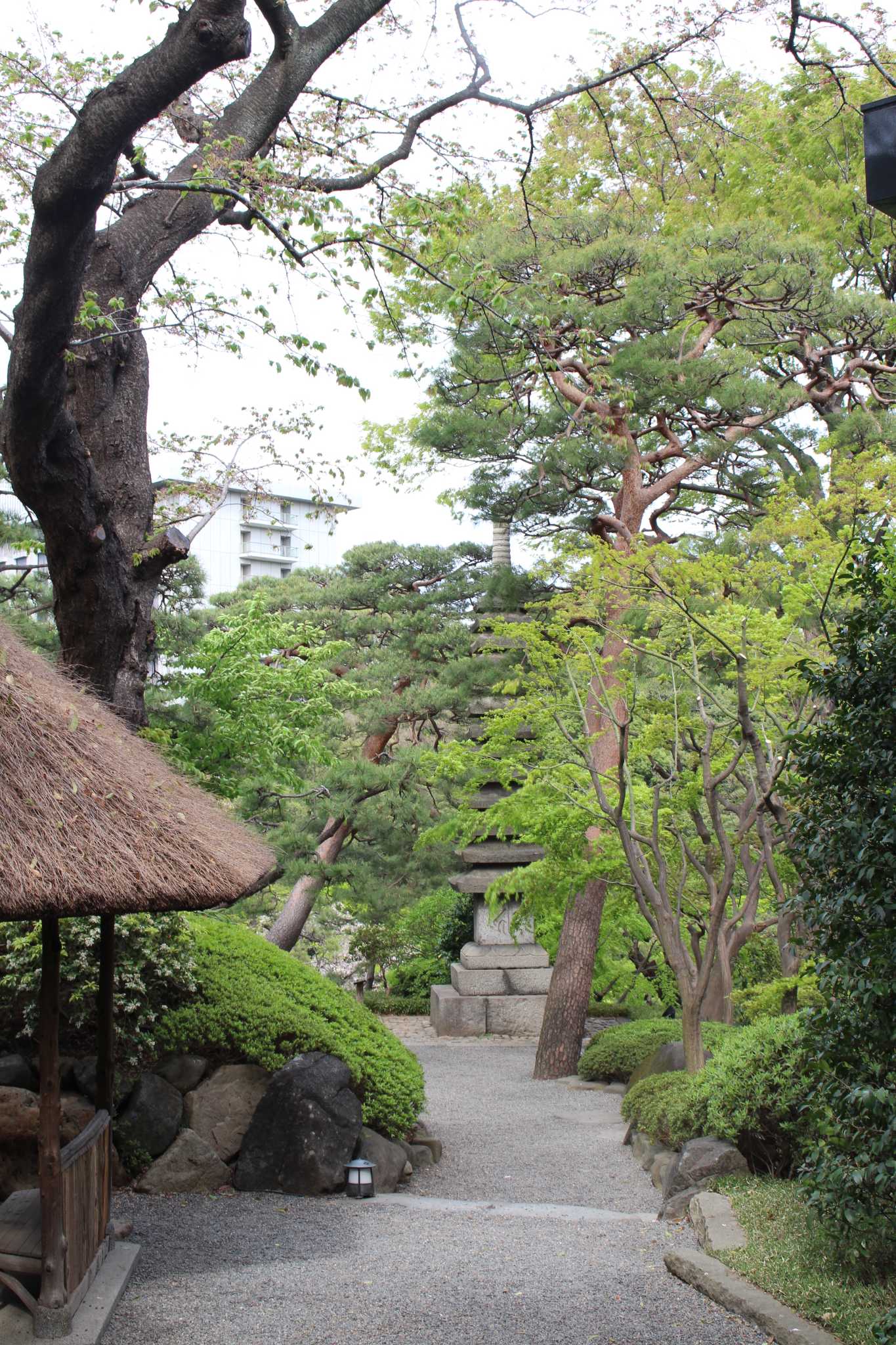 Saint - Vortex Gaming