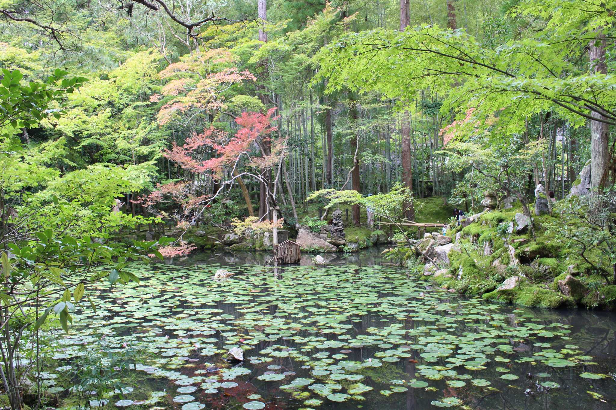 Saint - Vortex Gaming