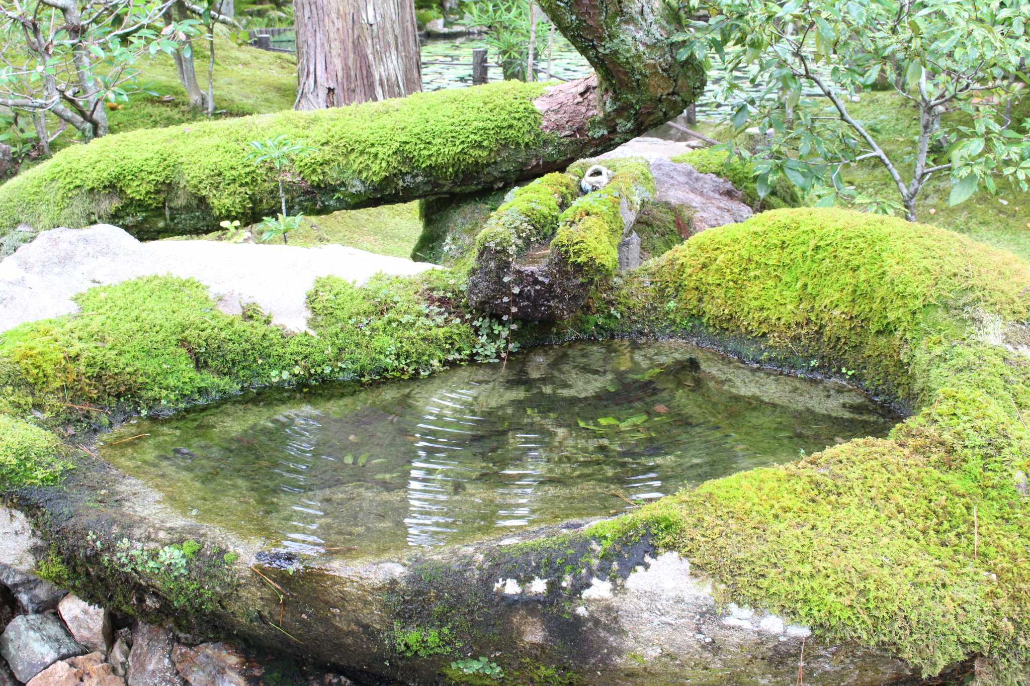 Saint - Vortex Gaming