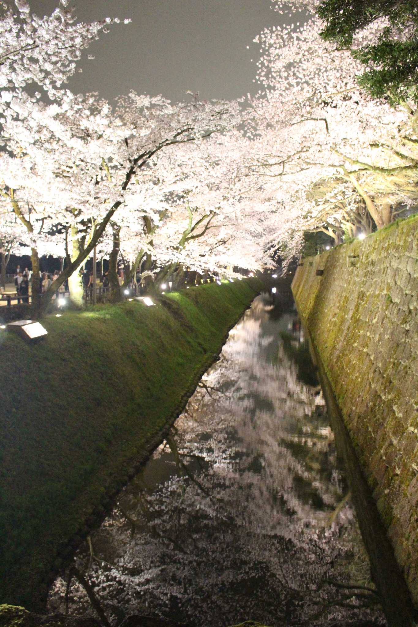 Saint - Vortex Gaming