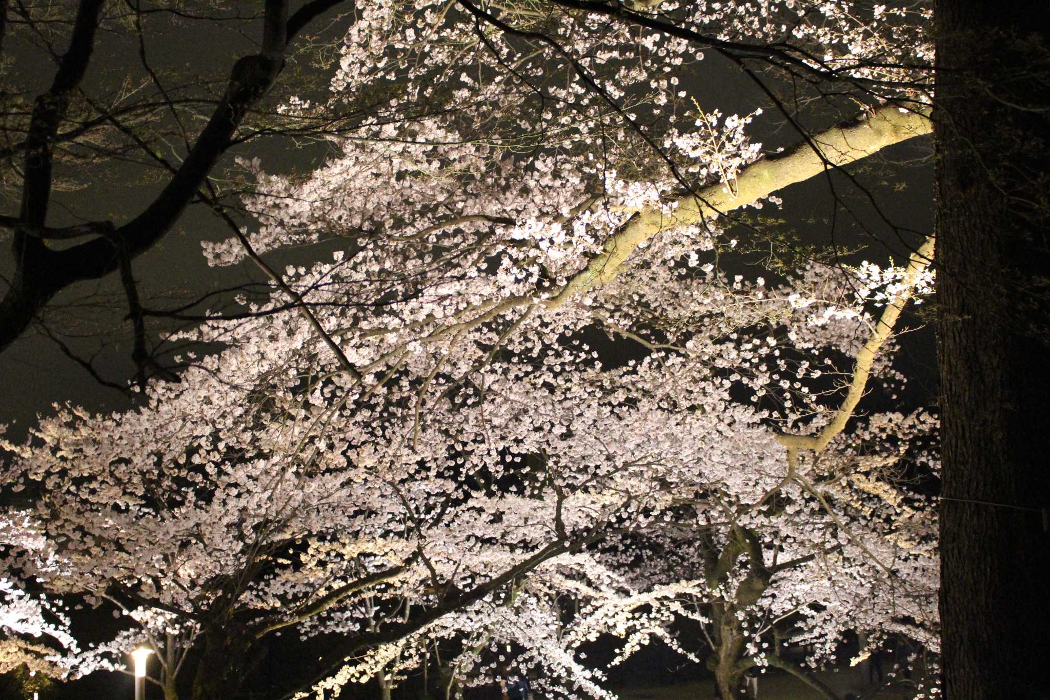 Saint - Vortex Gaming