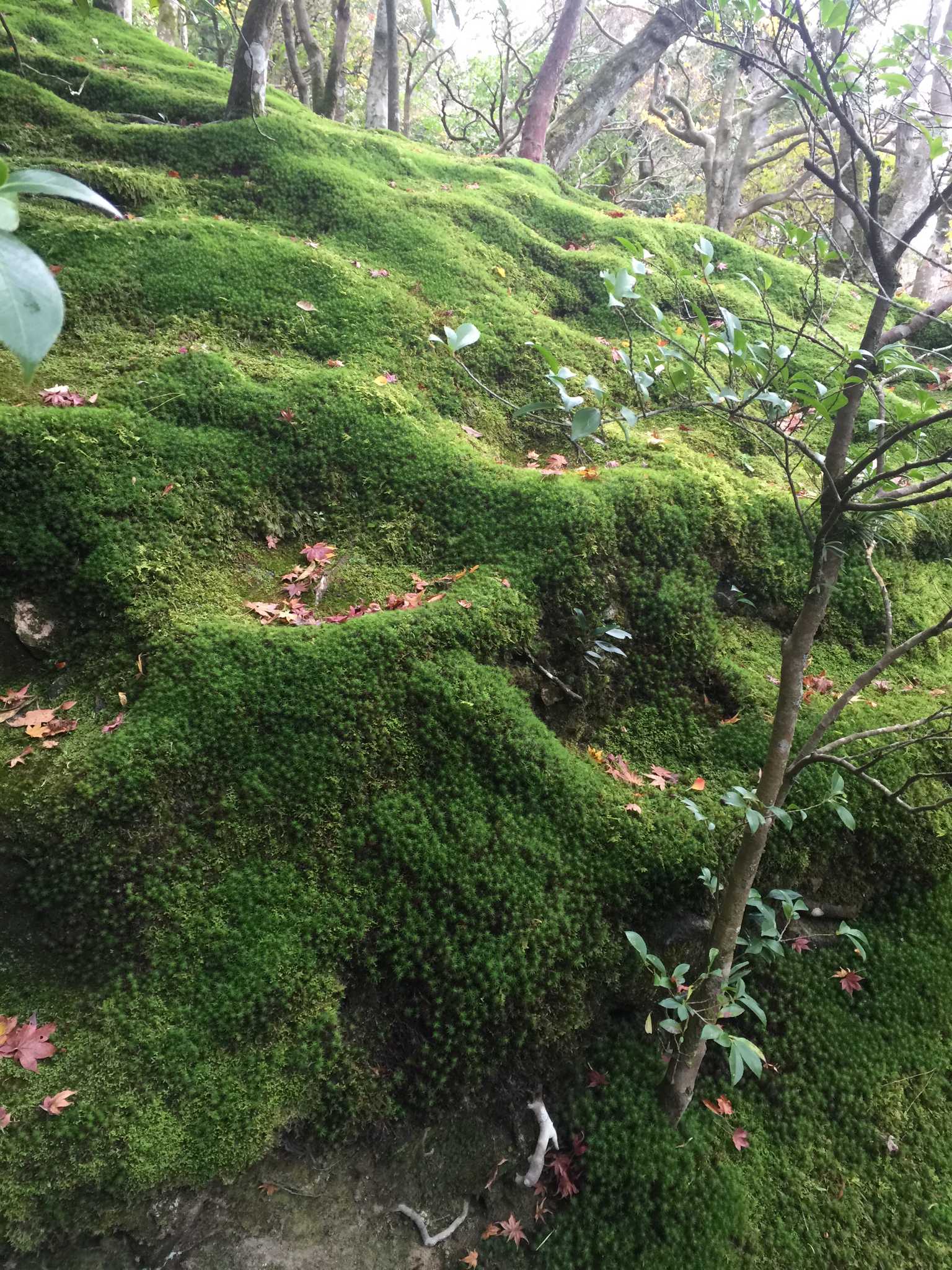 Saint - Vortex Gaming