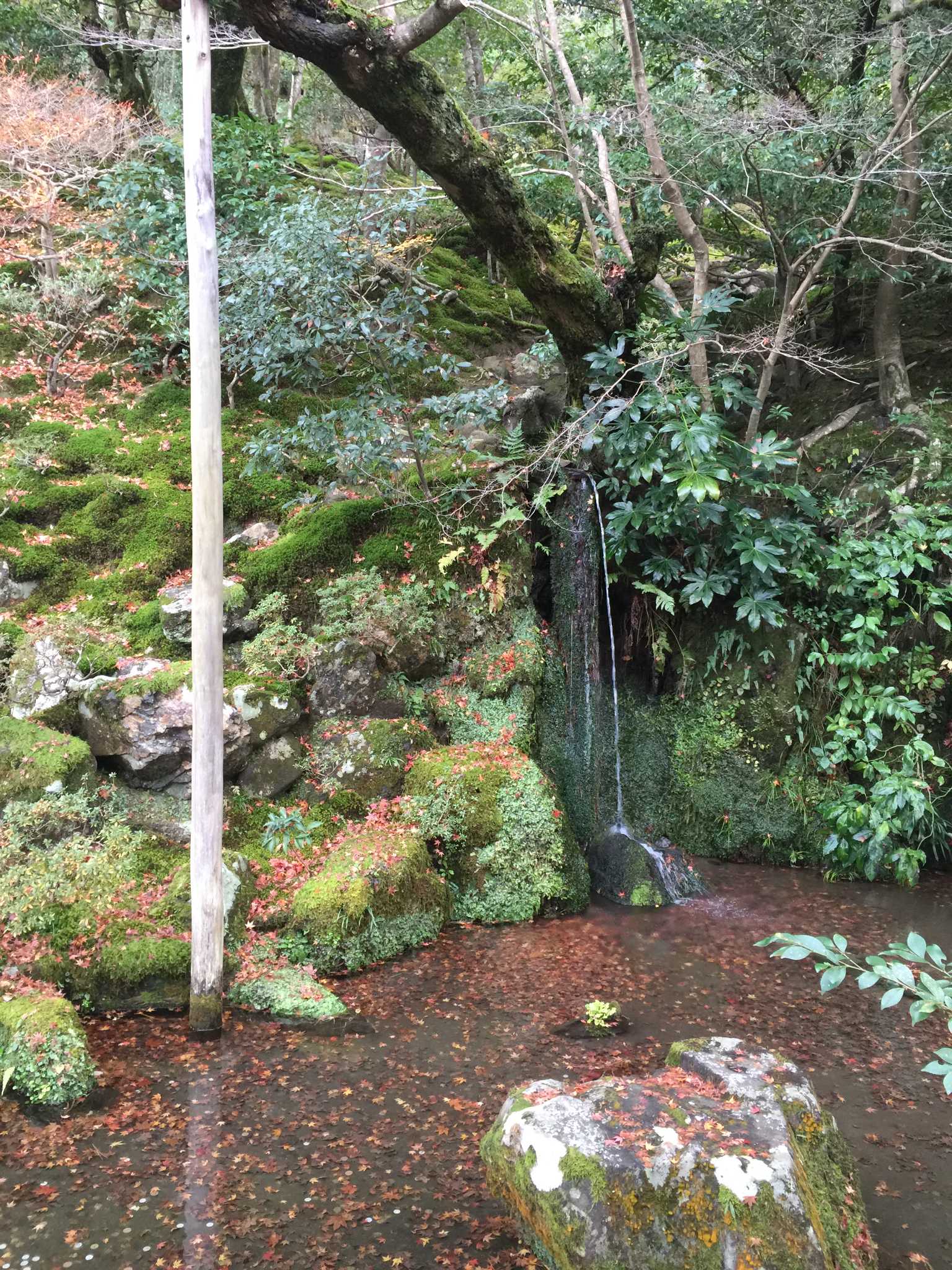 Saint - Vortex Gaming