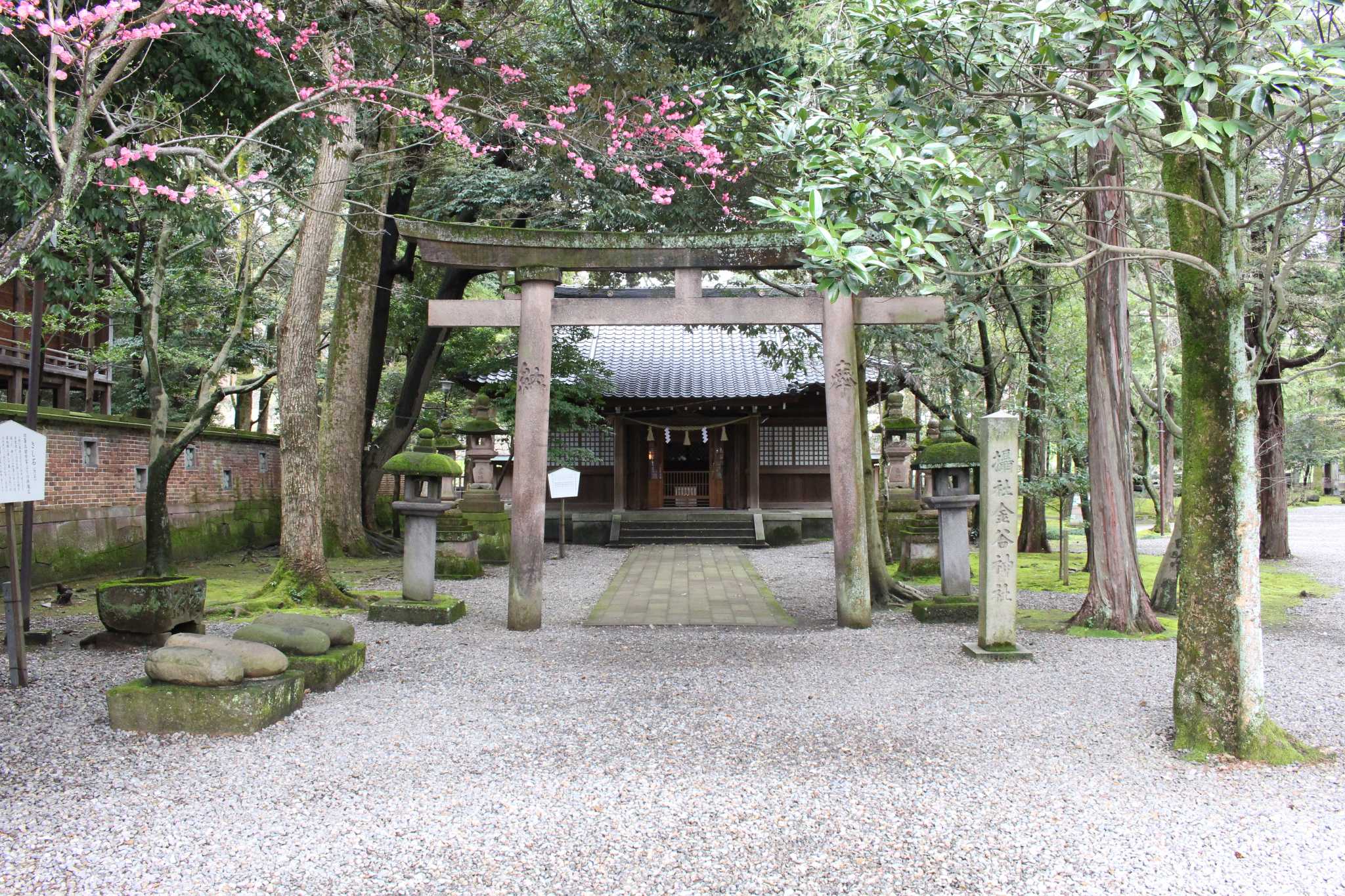 Saint - Vortex Gaming