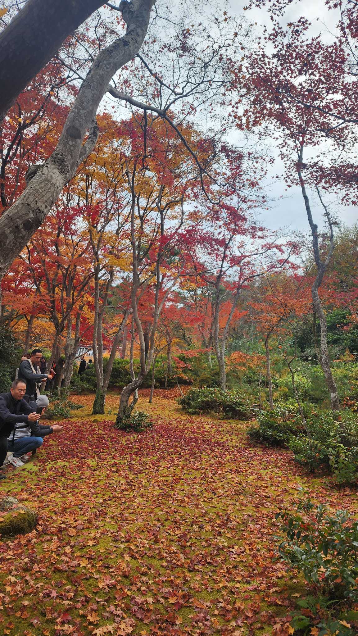 교토의 단풍 (16) - 오코치산소 정원 (大河内山荘庭園) (2). 오코치산소의 중앙쯤에 | Vortex Gaming